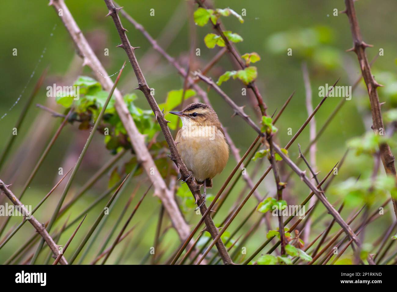 bird looking around in woodland, Sedge Warbler, Acrocephalus schoenobaenus Stock Photo - Alamy
