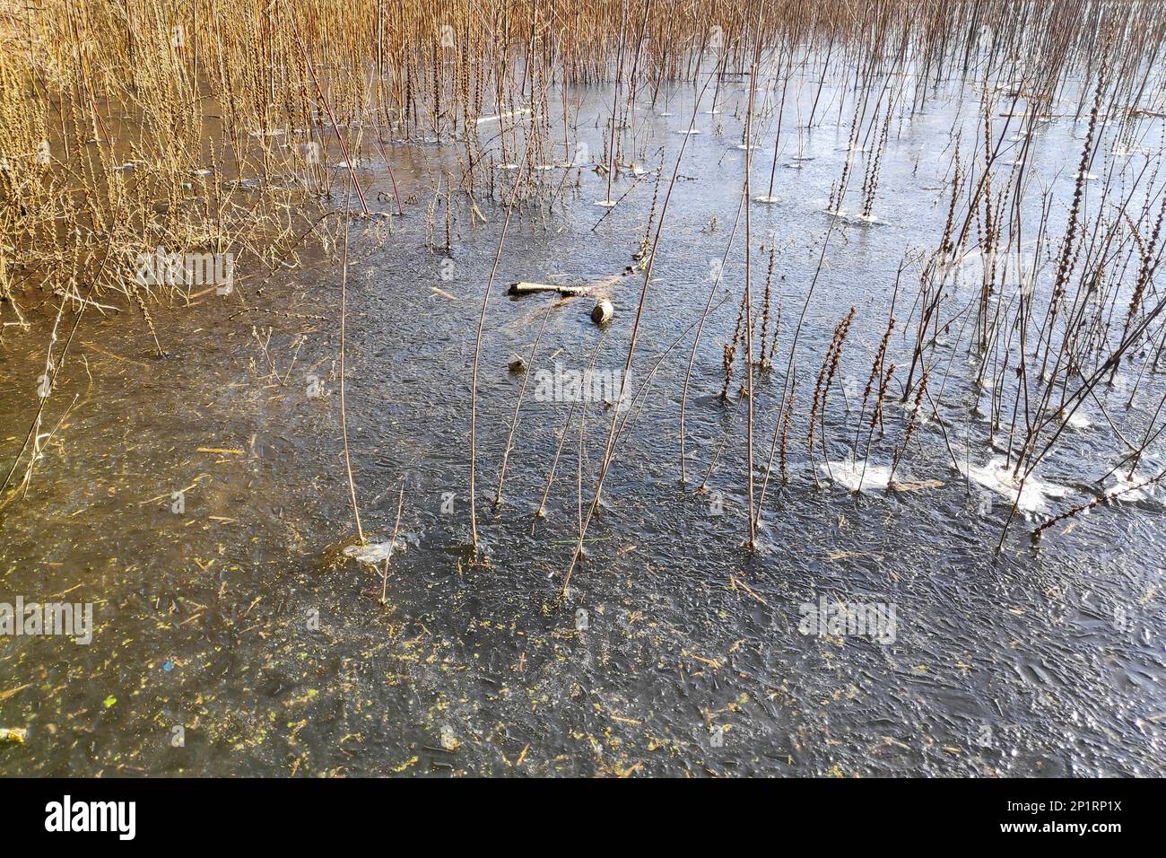 Close up frozen pond hi-res stock photography and images - Alamy