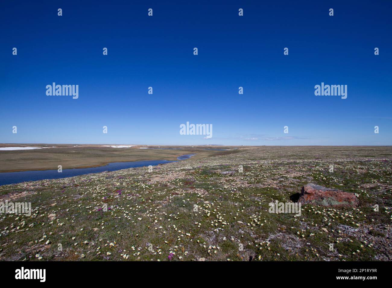 Arctic landscape in summer time. A river with broken ice flowing along a barren tundra. Near ...