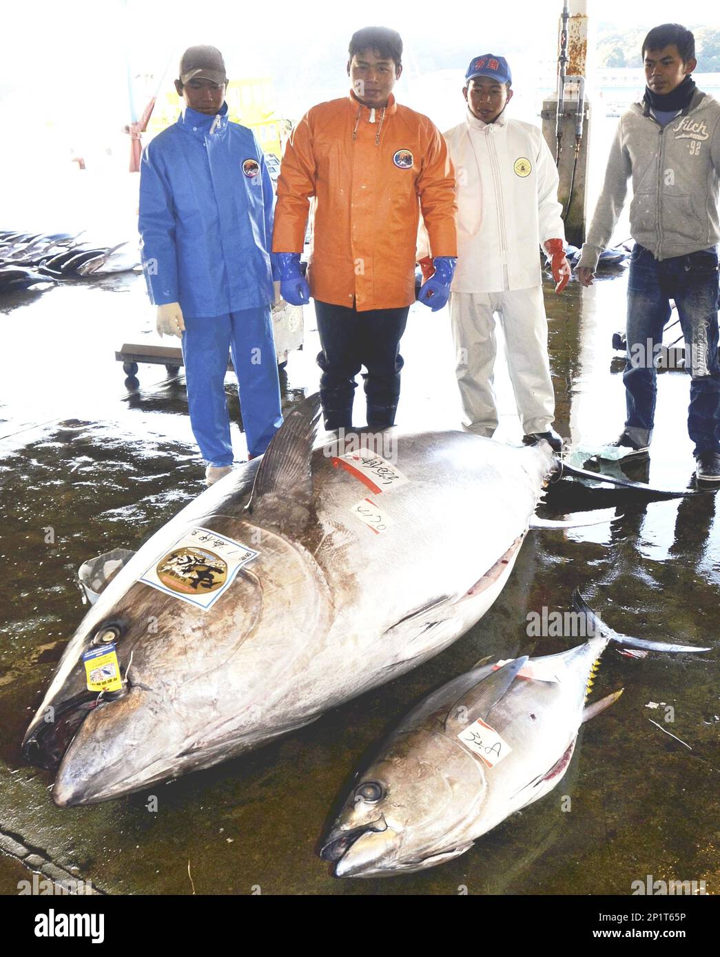 A 417-kilogram bluefin tuna (L), the largest since 1949, is landed at ...