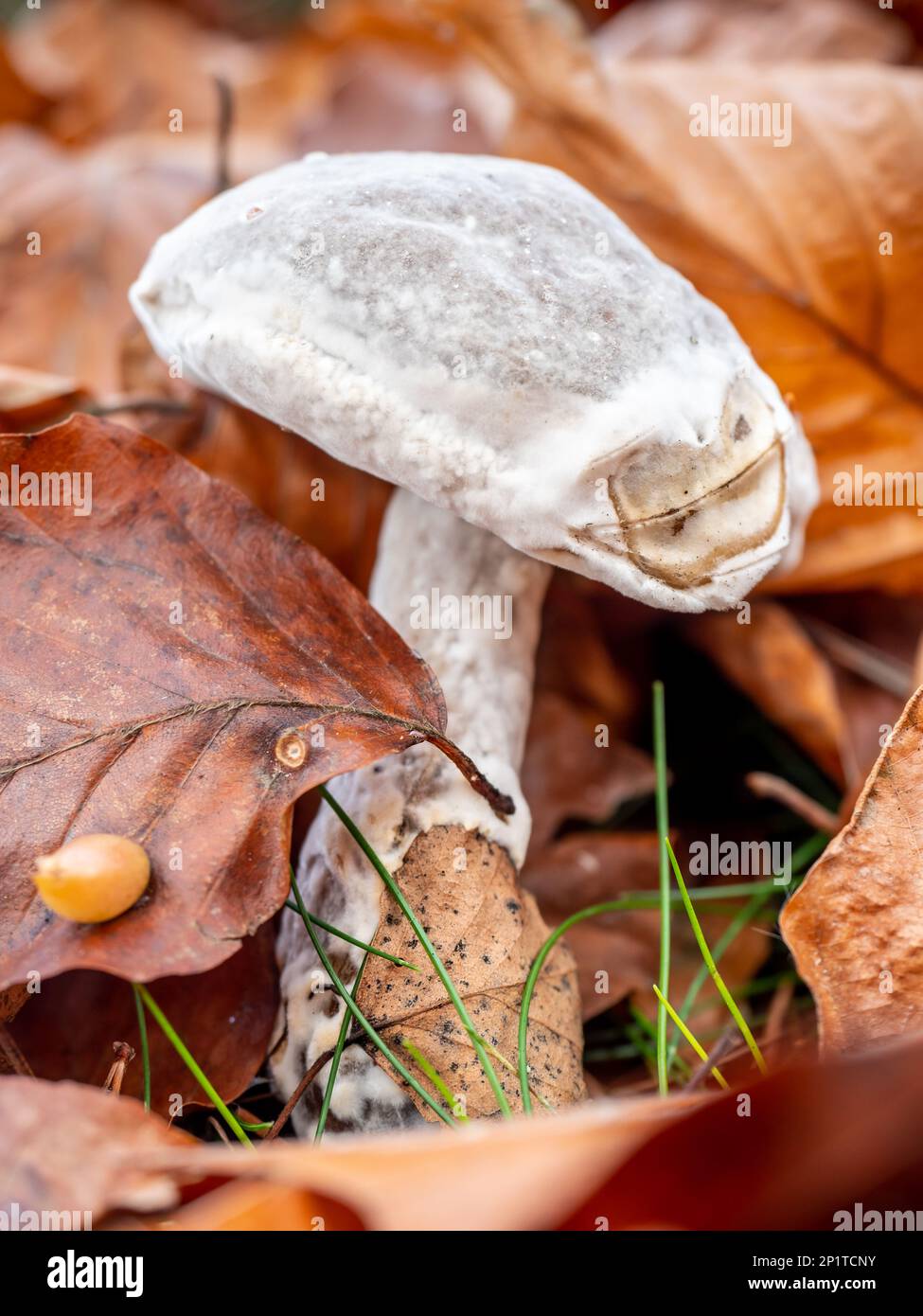 Poisonous mushroom hidden in a beech leaf and completely covered with ...