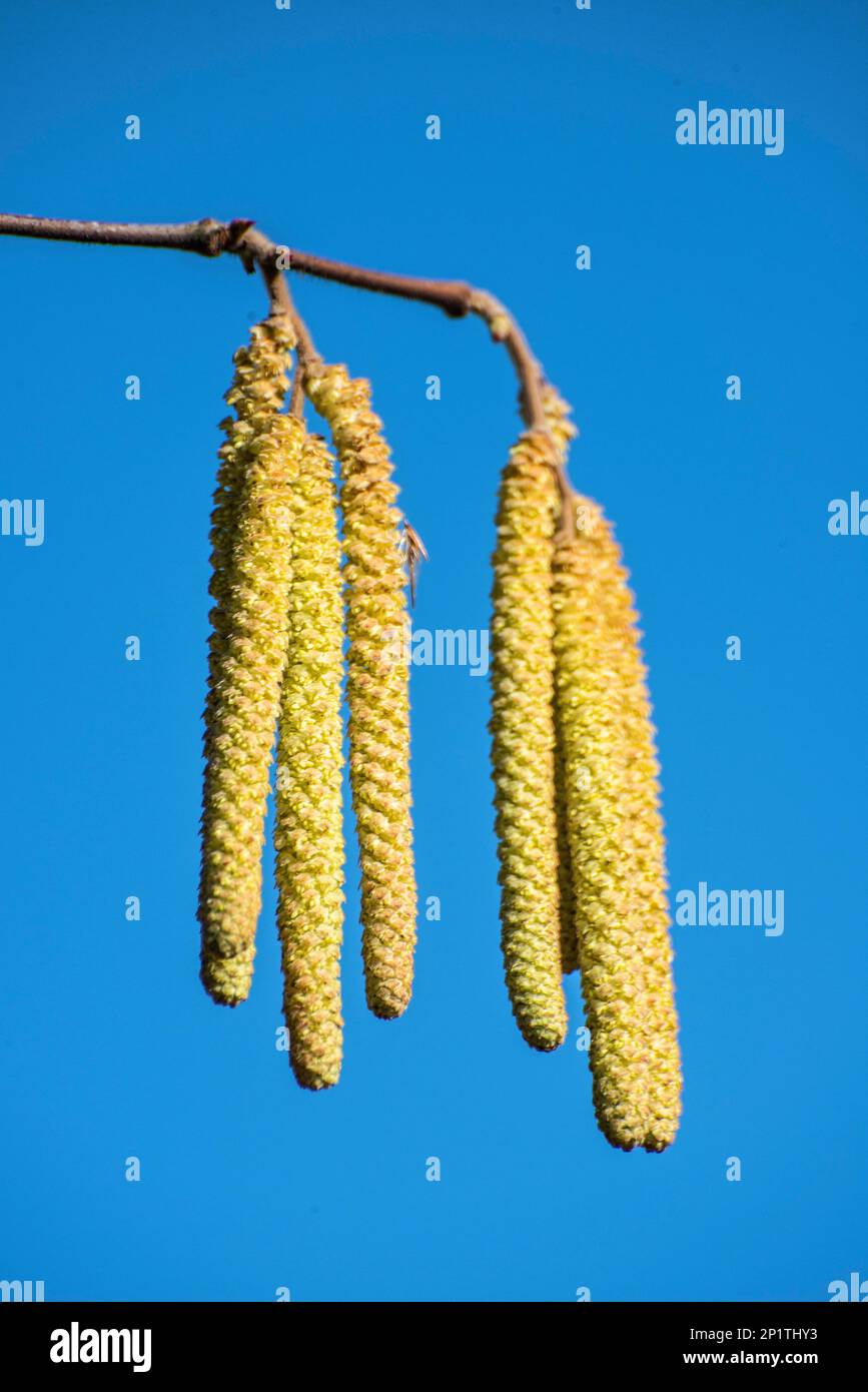 Common hazel (Corylus avellana), pollen Stock Photo - Alamy