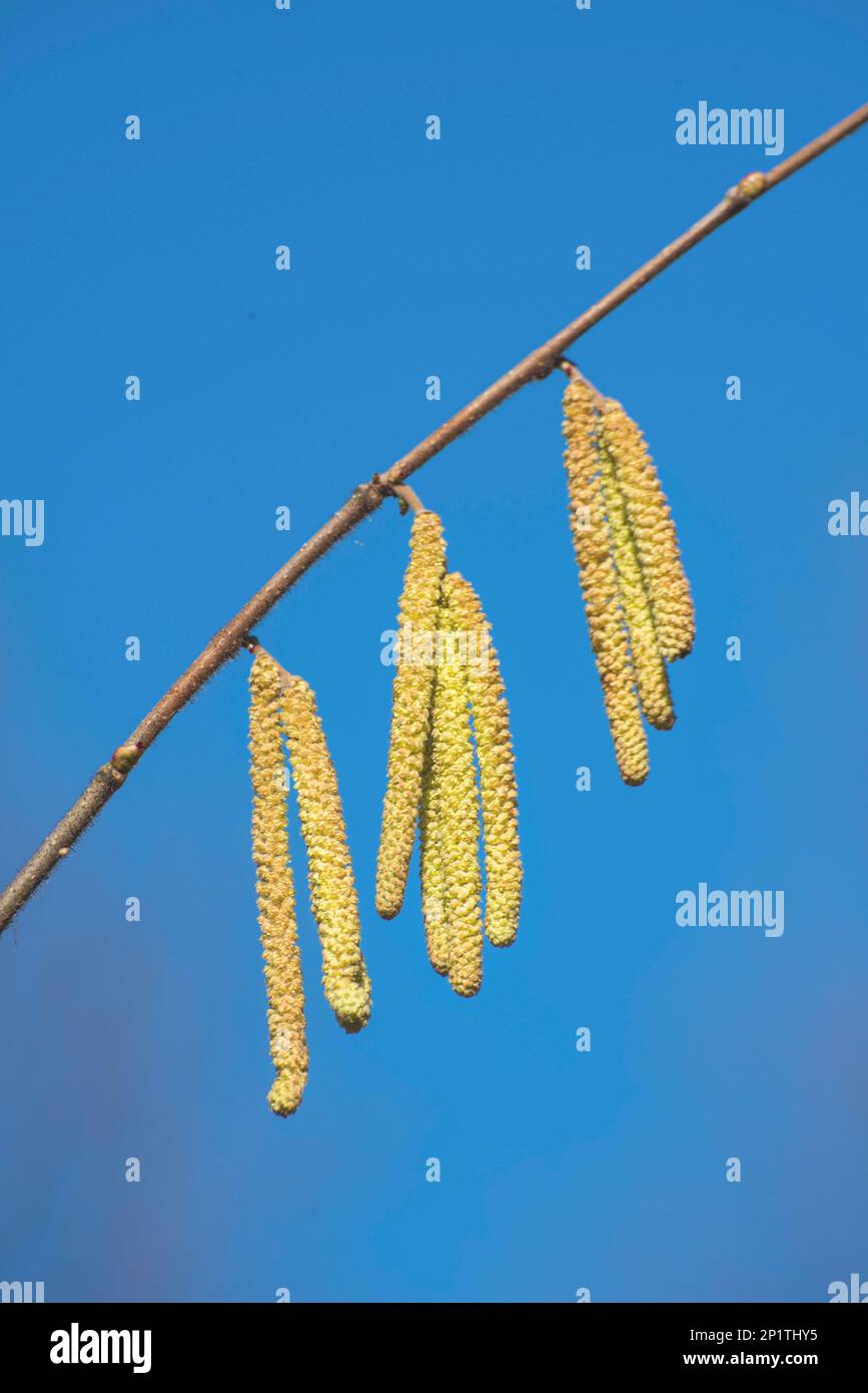 Common hazel (Corylus avellana) pollen Stock Photo - Alamy