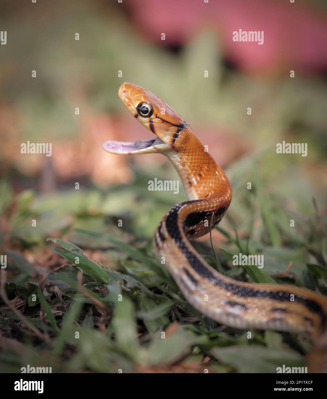 Coelognathus radiatus, commonly known as the radiated ratsnake ...