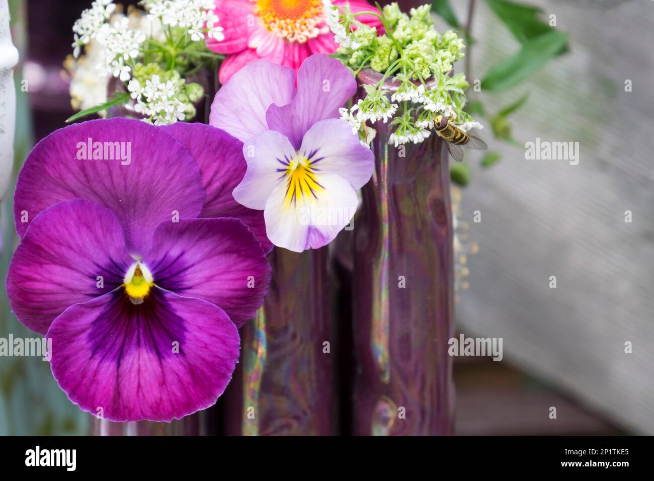 Viola (plant) (Viola Stock Photo - Alamy