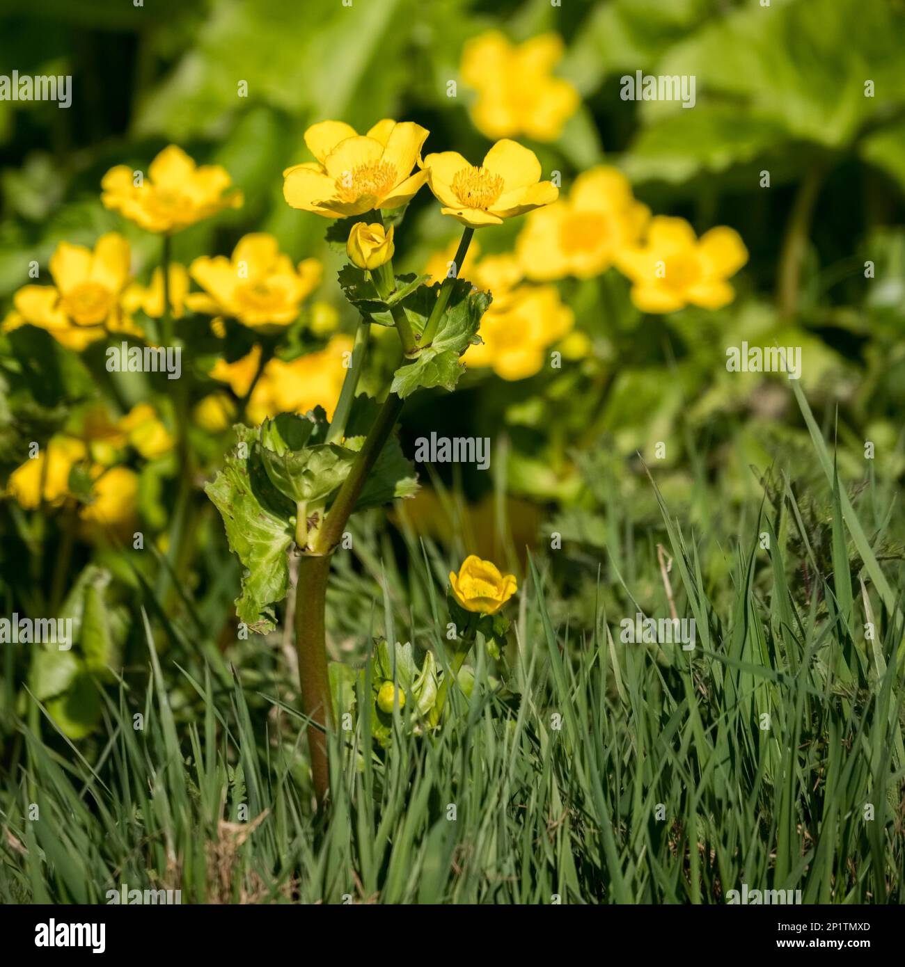 Marsh marigold blossom close hi-res stock photography and images - Alamy