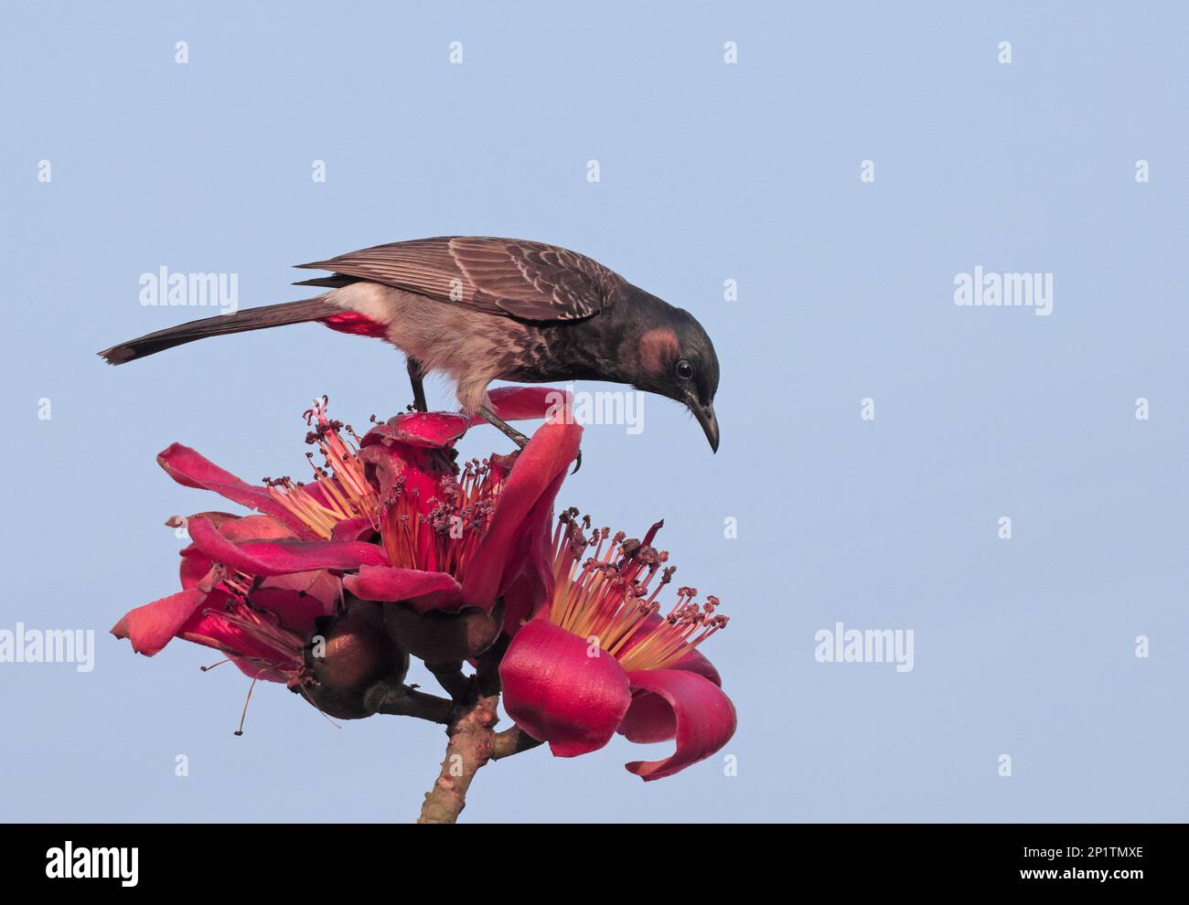 red-vented bulbul on flower.red-vented bulbul is a member of the bulbul ...