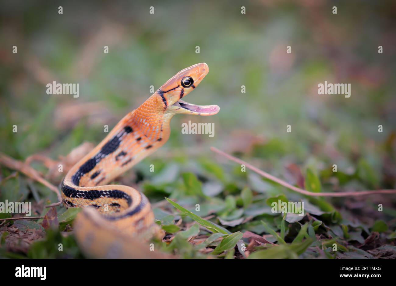 Coelognathus radiatus, commonly known as the radiated ratsnake ...