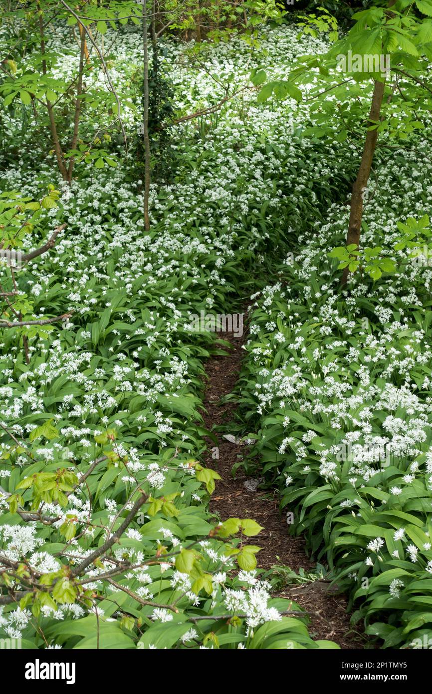Flowers of Ramsons or Wild Garlic (Allium ursinum) in Cardiff Stock ...