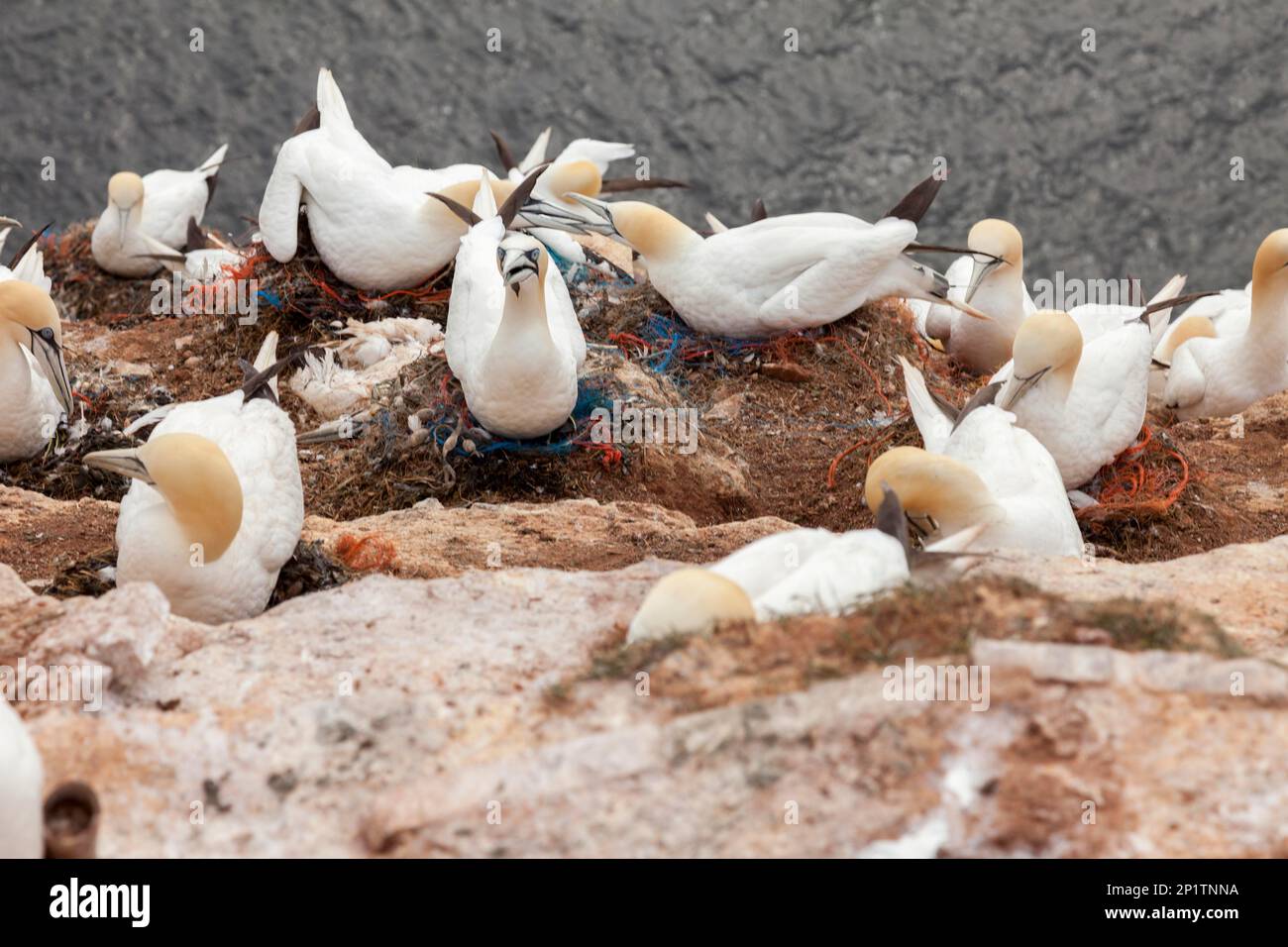 Plastic in nest hi-res stock photography and images - Alamy