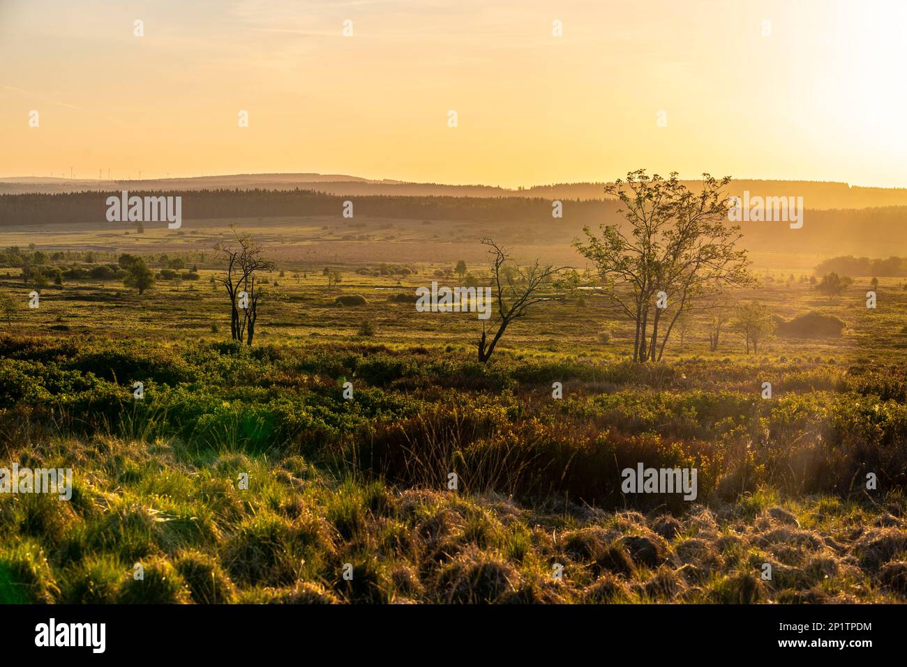 Sunrise in the High Fens, Haute Vagne, High Fens Eifel nature park Park ...