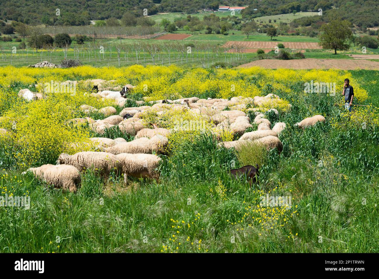 Flock of sheep, Korinthia, Peloponnese, Greece, sheep Stock Photo - Alamy