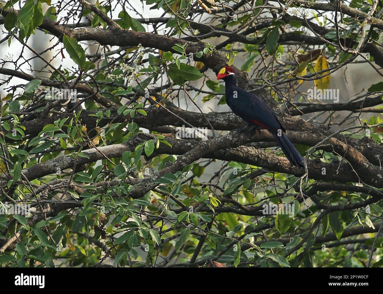 Violet Turaco (Musophaga violacea) adult, perched on branch, Shai Hills ...