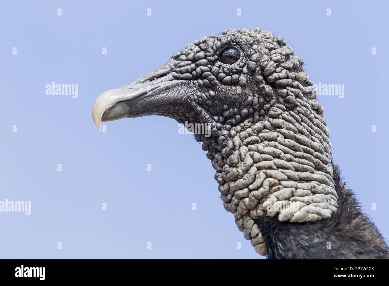American Black Vulture (Coragyps atratus) adult, close-up of head ...