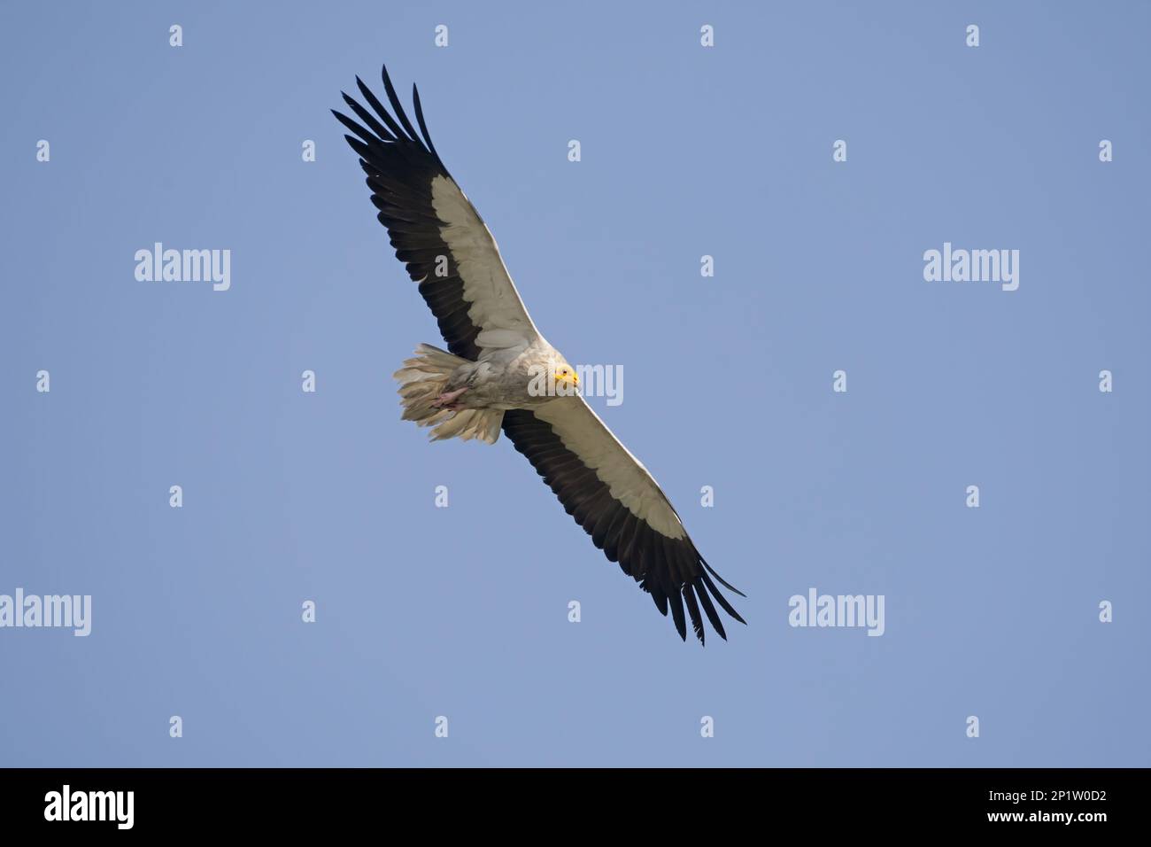 Indian vulture hi-res stock photography and images - Alamy