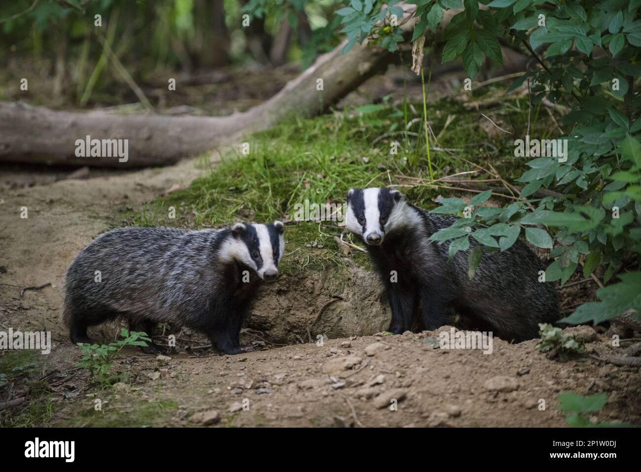 Badger, european badgers (Meles meles), Martens, Predators, Mammals ...