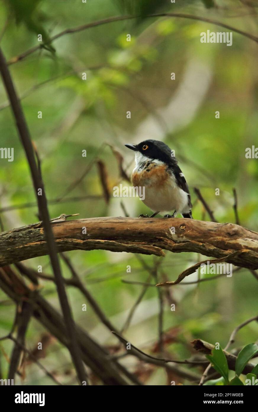 Woodward's Batis (Batis fratrum) adult, sitting on a branch, Tembe ...