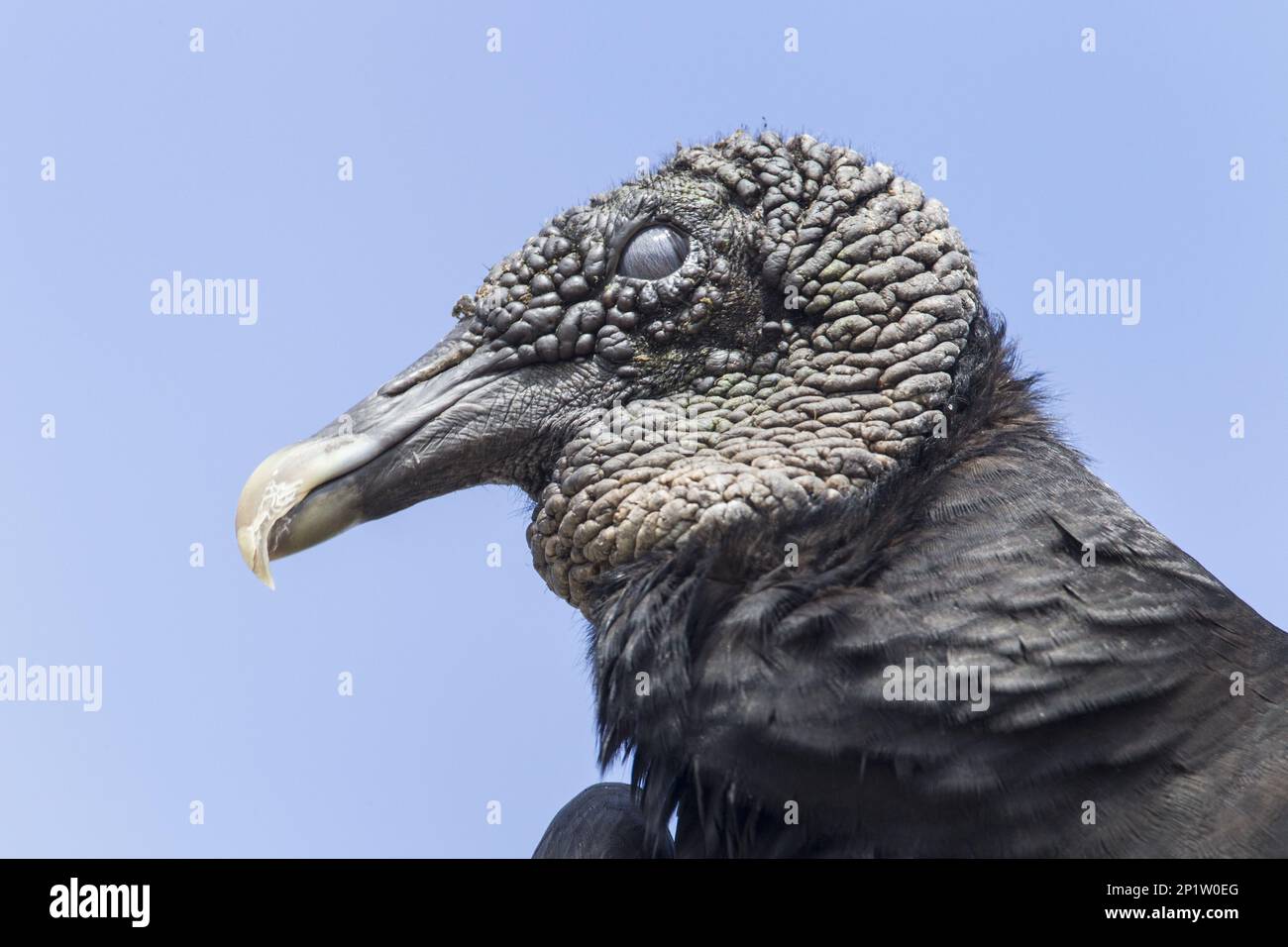 American Black Vulture (Coragyps atratus) adult, close-up of head, with ...