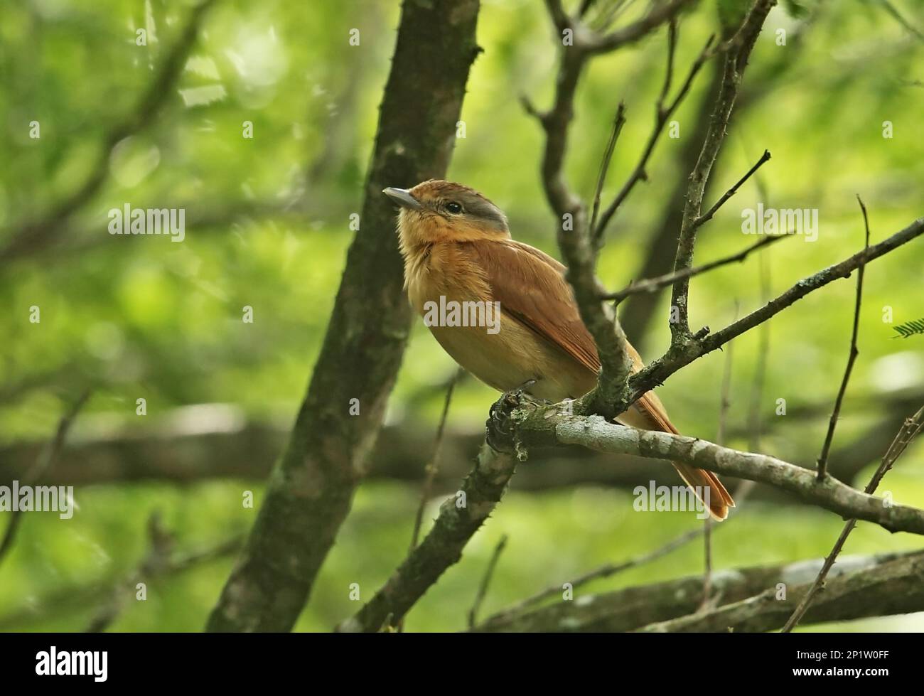Chestnut-faced Becard (Pachyramphus castaneus castaneus) adult, sitting ...