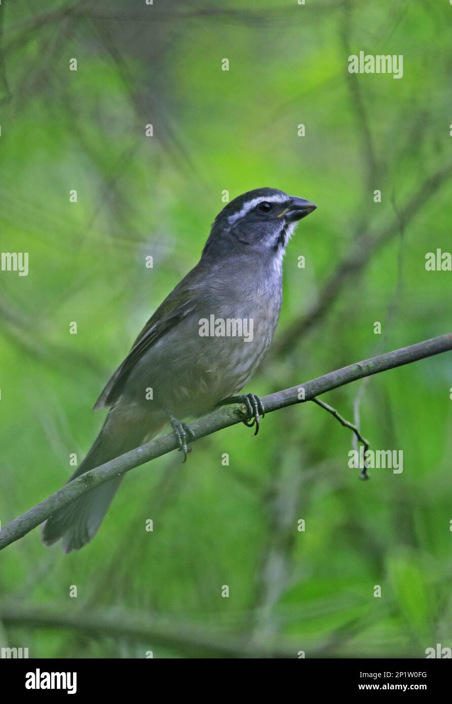 Green-winged Saltator (Saltator similis similis) adult, sitting on a ...