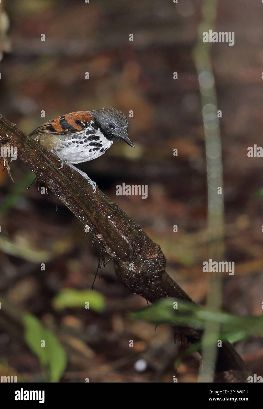 Spotted Antbird (Hylophylax naevioides naevioides), adult male, sitting ...