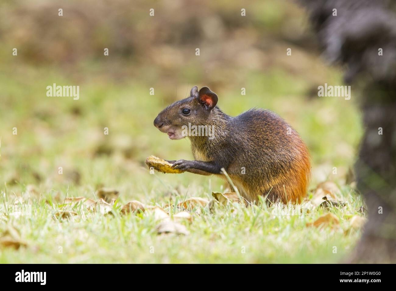 Red-rumped Agouti (Dasyprocta leporina) adult, feeding on coconut ...