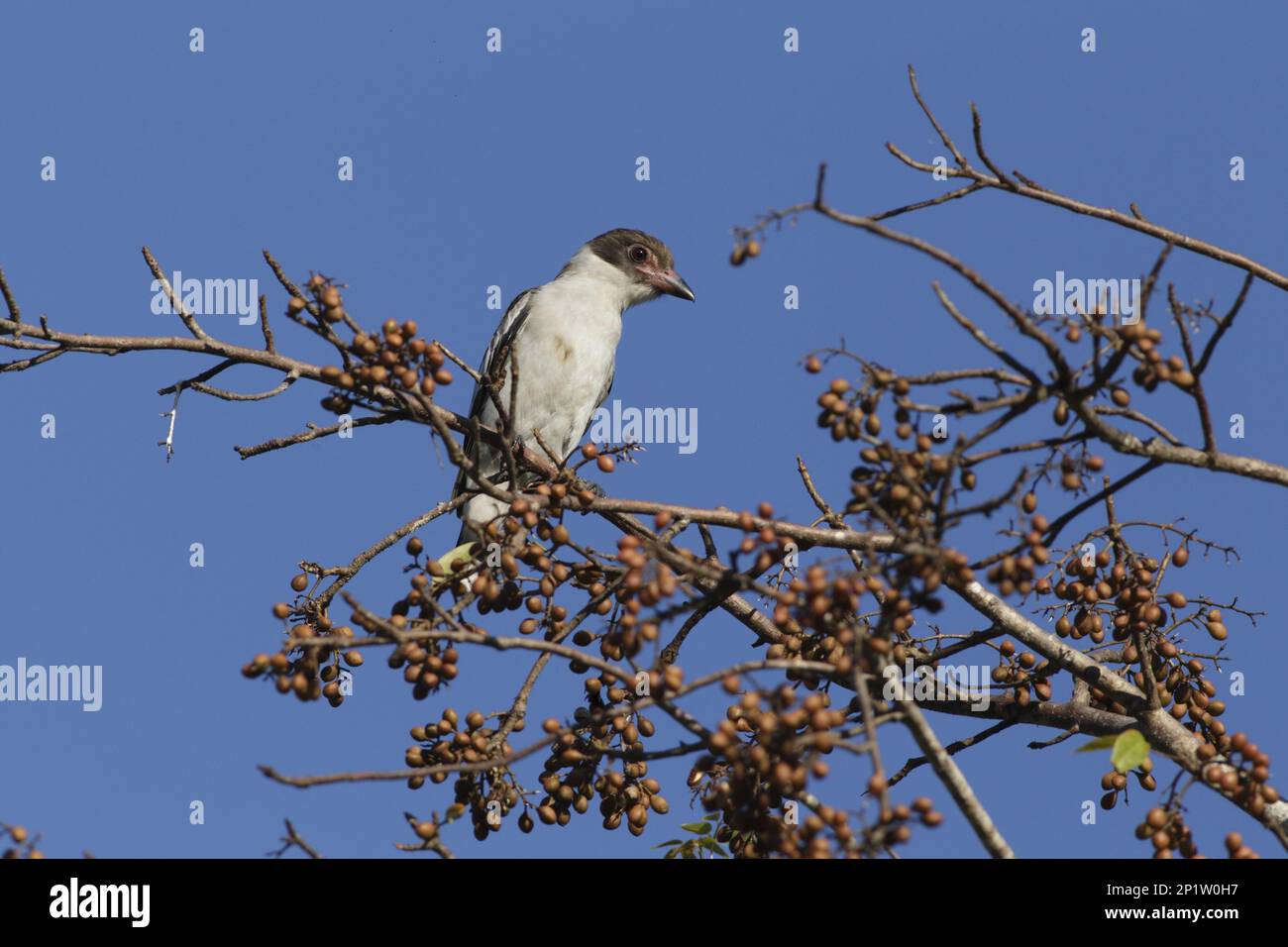 Masked tityra tityra semifasciata hi-res stock photography and images ...