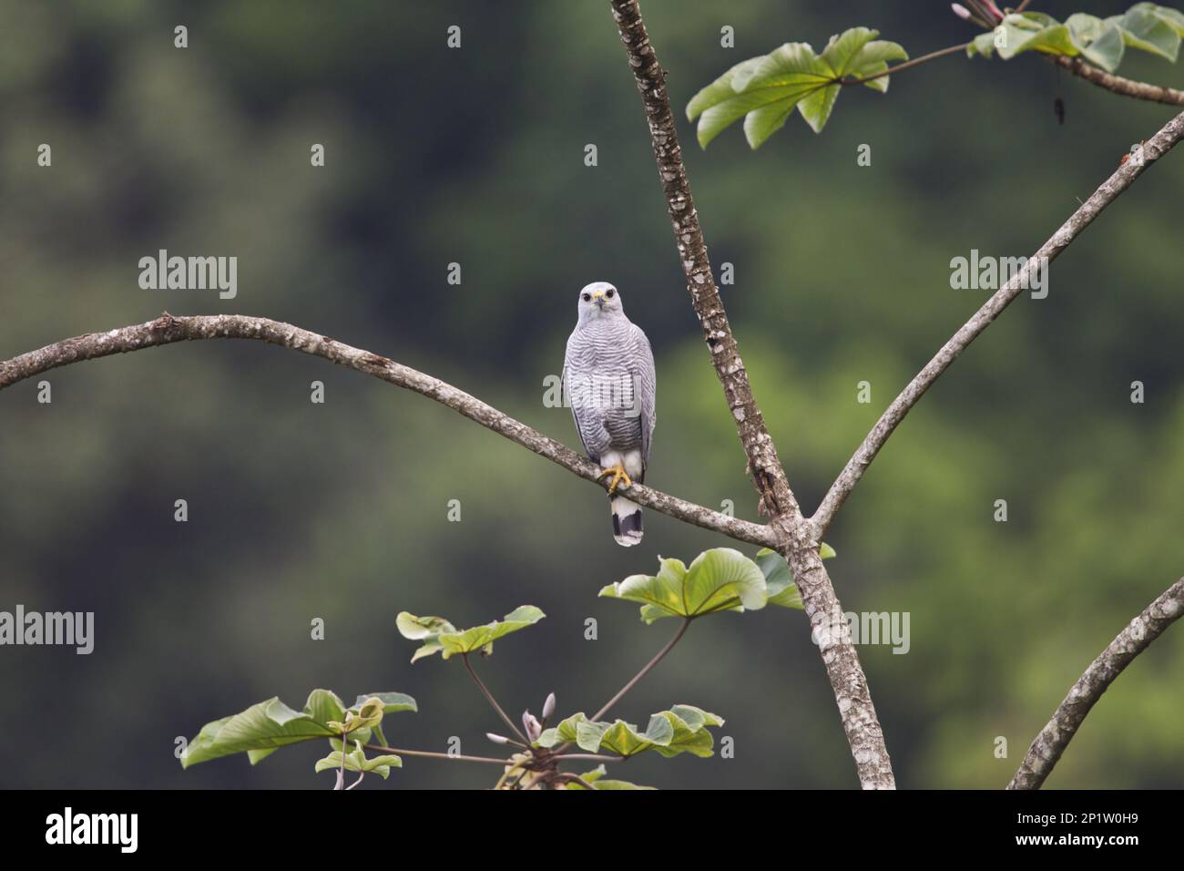 Grey hawk hi-res stock photography and images - Alamy