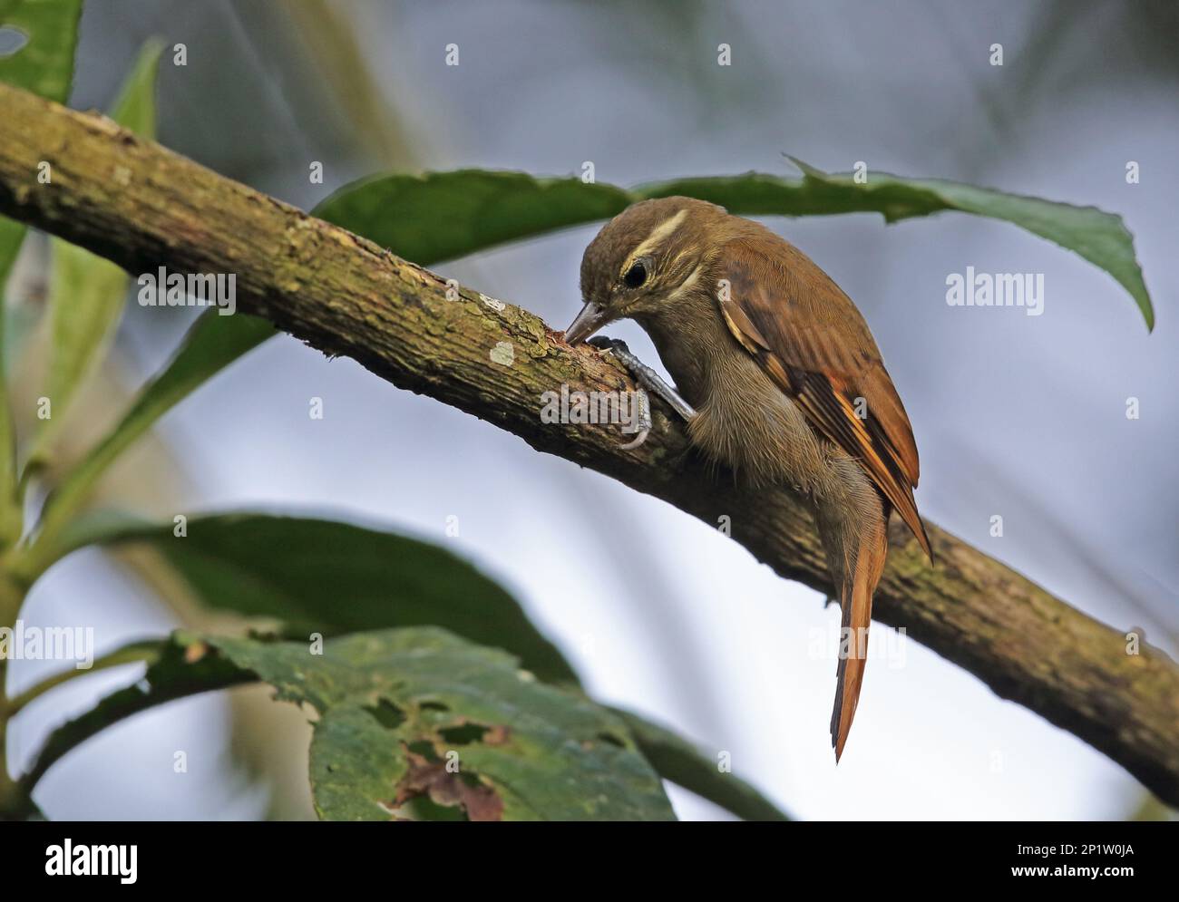 Xenops (Xenops minutus ridgwayi), adult, hanging from branch, foraging ...