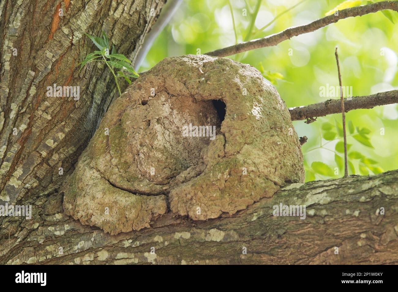 Rufous Hornero (Furnarius rufus) mud 'oven' nest on branch, Costanera ...