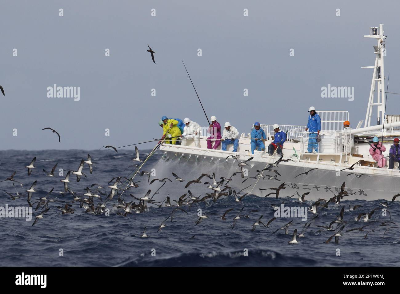 White-faced Shearwater, White-faced Shearwater, Tube-nosed, Animals ...