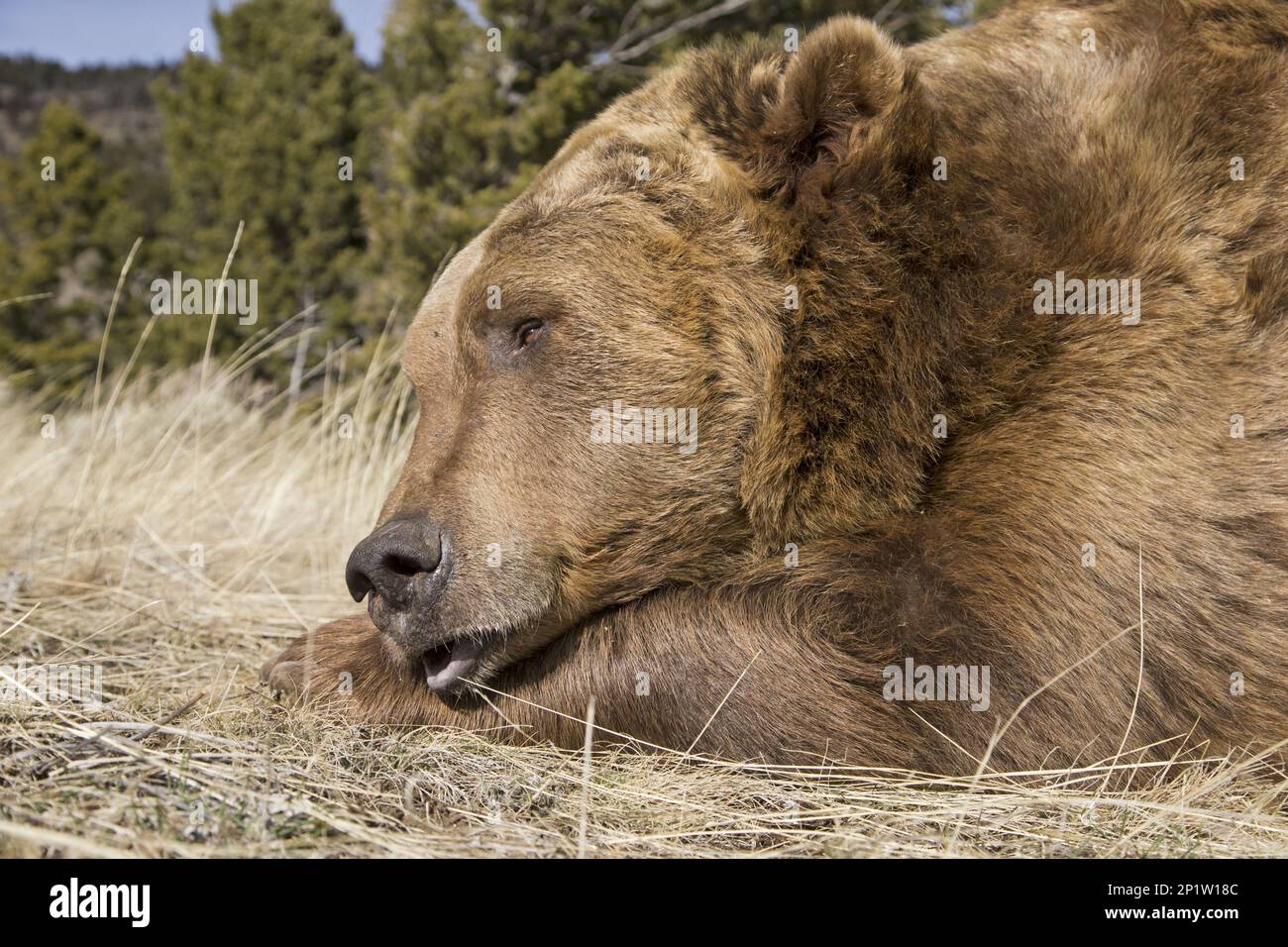 Grizzly bear, grizzly bears (Ursus arctos horribilis), brown bear, brown bears, bears, predators ...