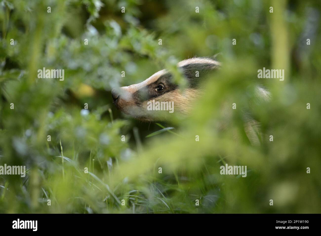 Badger, european badgers (Meles meles), marten, predators, mammals ...