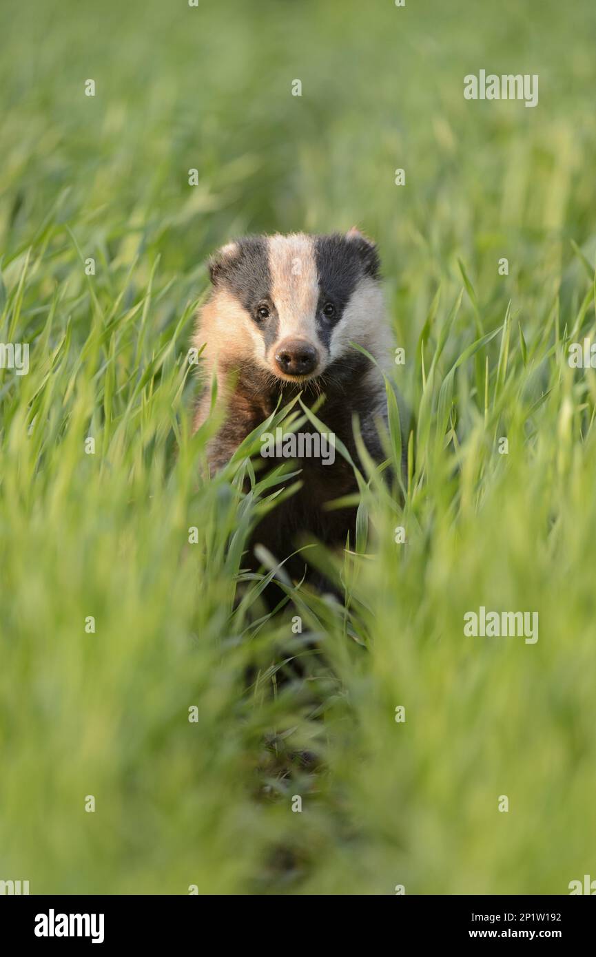 Badger, european badgers (Meles meles), Martens, Predators, Mammals ...