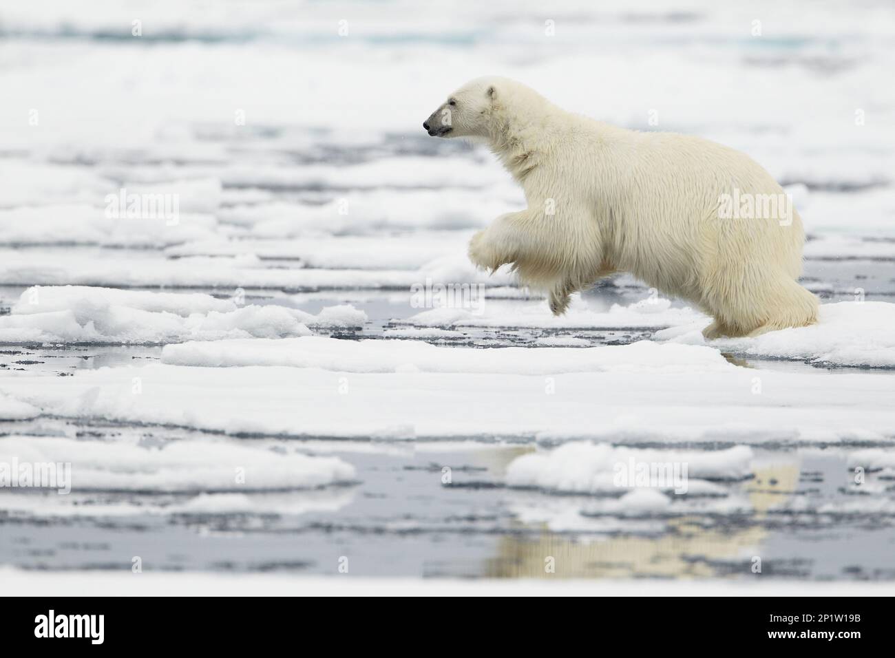 polar bear, polar bears (Ursus maritimus) polar bears bears, predators ...