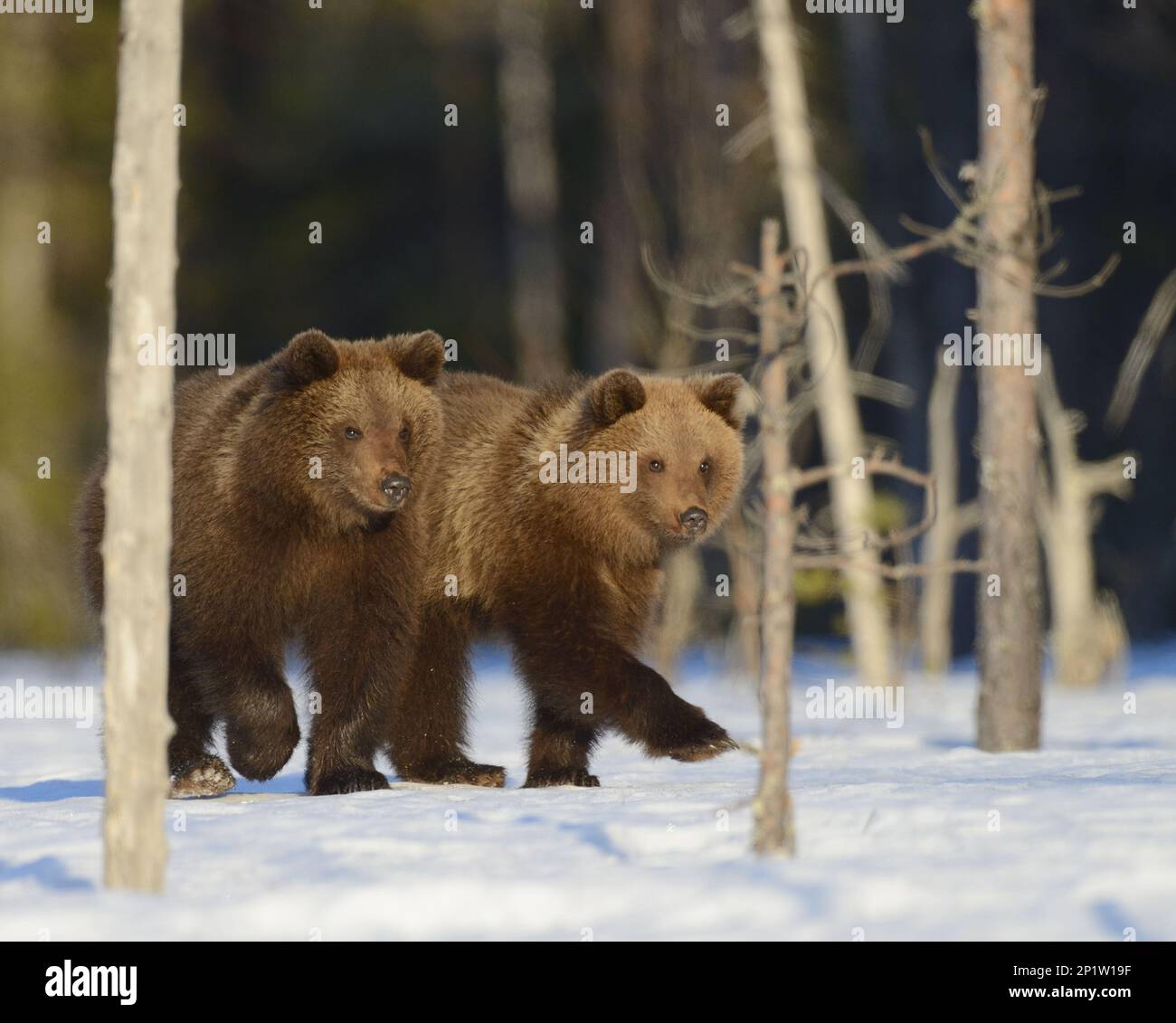 European Brown Bear, european brown bears (Ursus arctos arctos ...