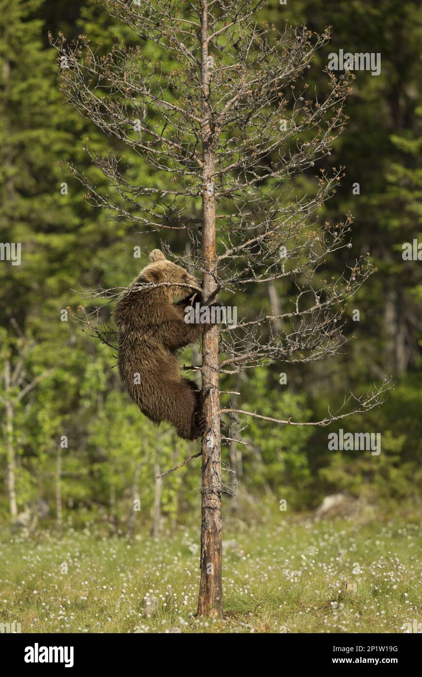 European Brown Bear (Ursus arctos arctos) cub, climbing dead conifer ...
