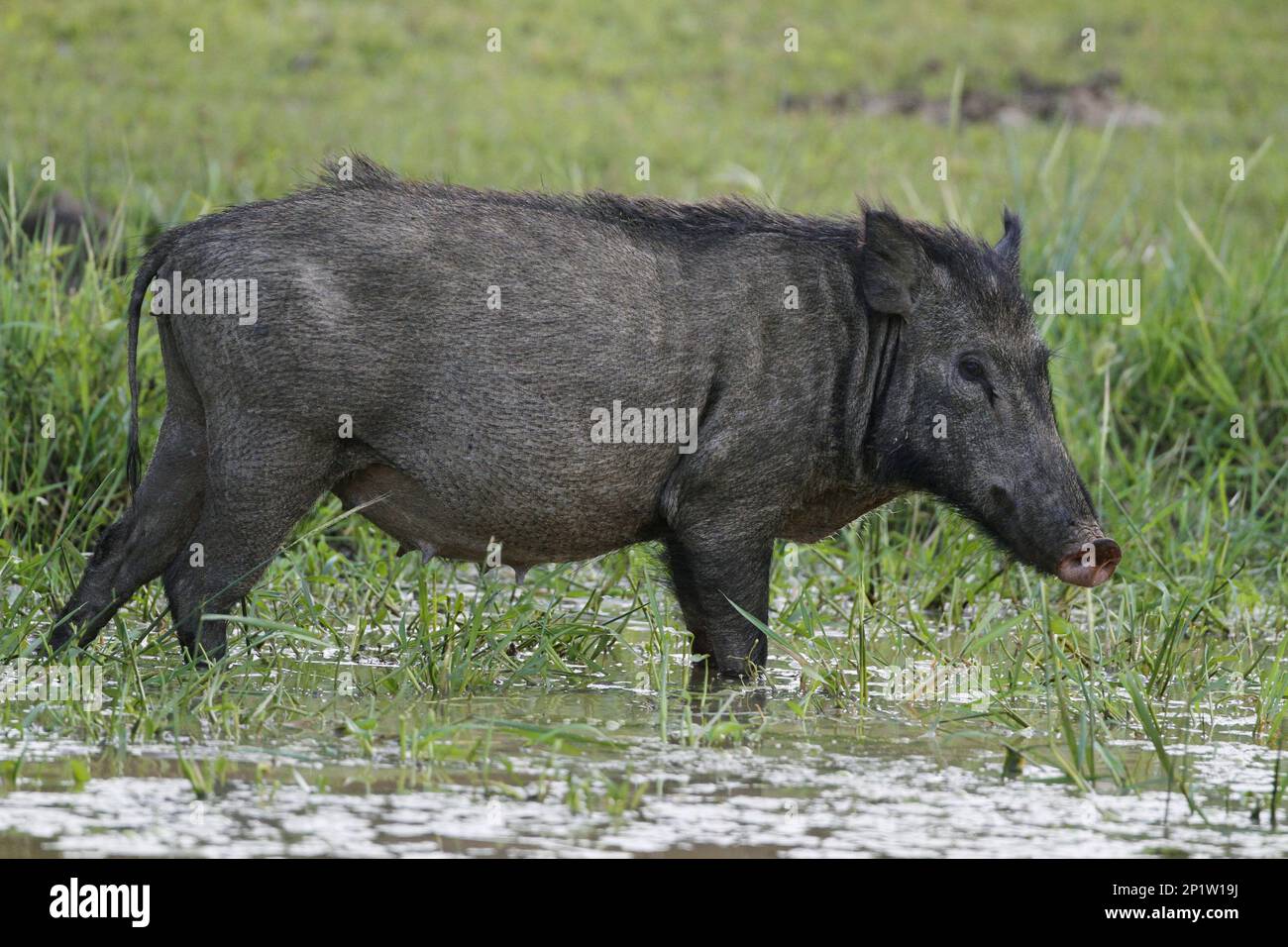 Eurasian Wild Boar (Sus scrofa affinis) adult female, standing in ...