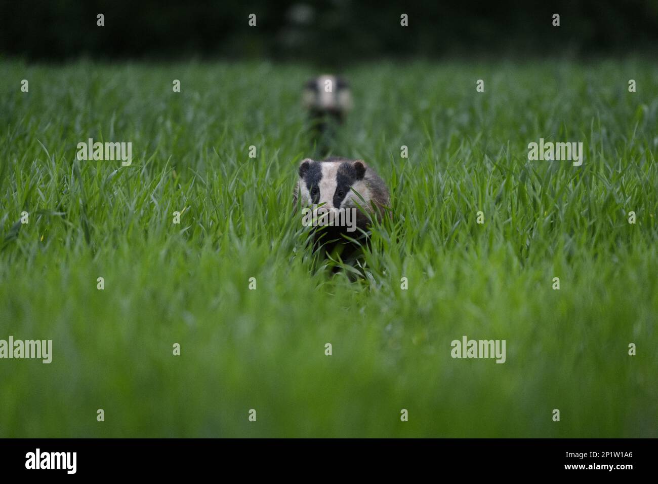 Badger, european badgers (Meles meles), Martens, Predators, Mammals ...