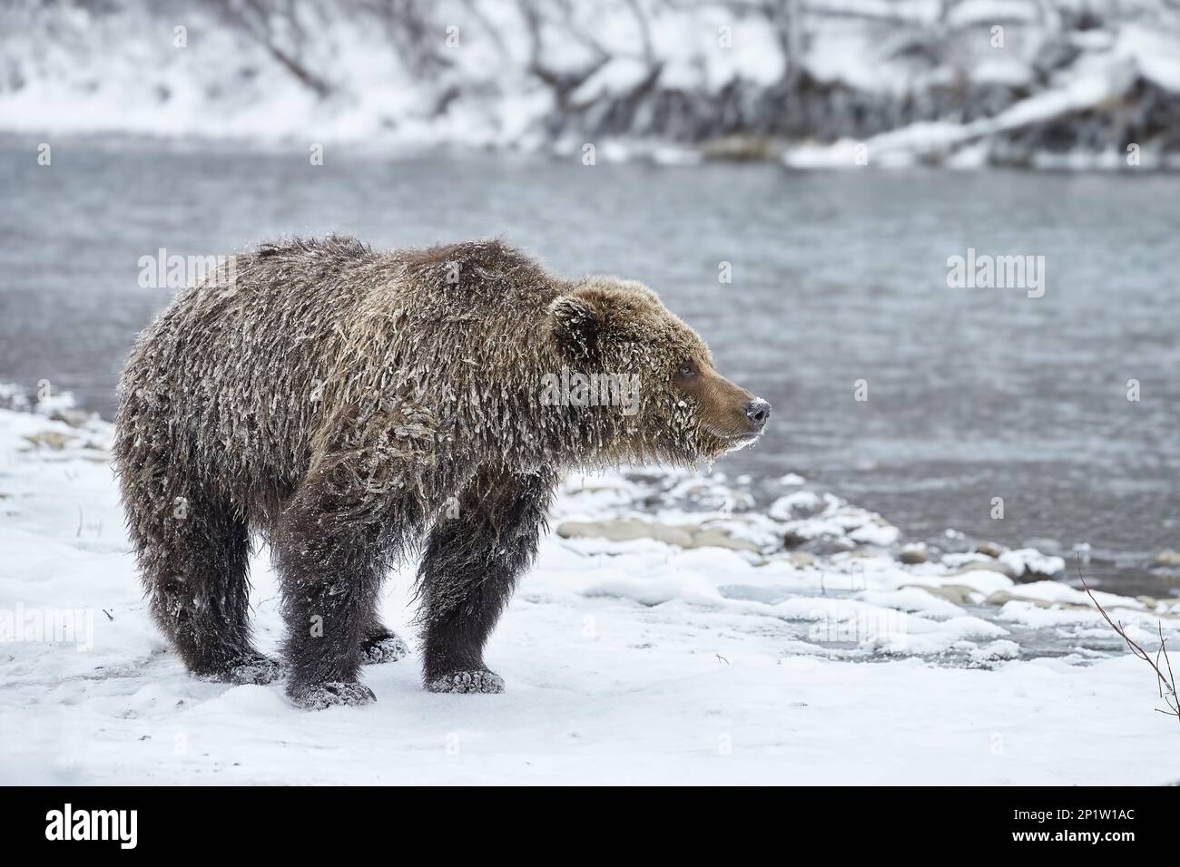 Grizzly bear, grizzly bears (Ursus arctos horribilis), brown bear, brown bears, bears, predators ...