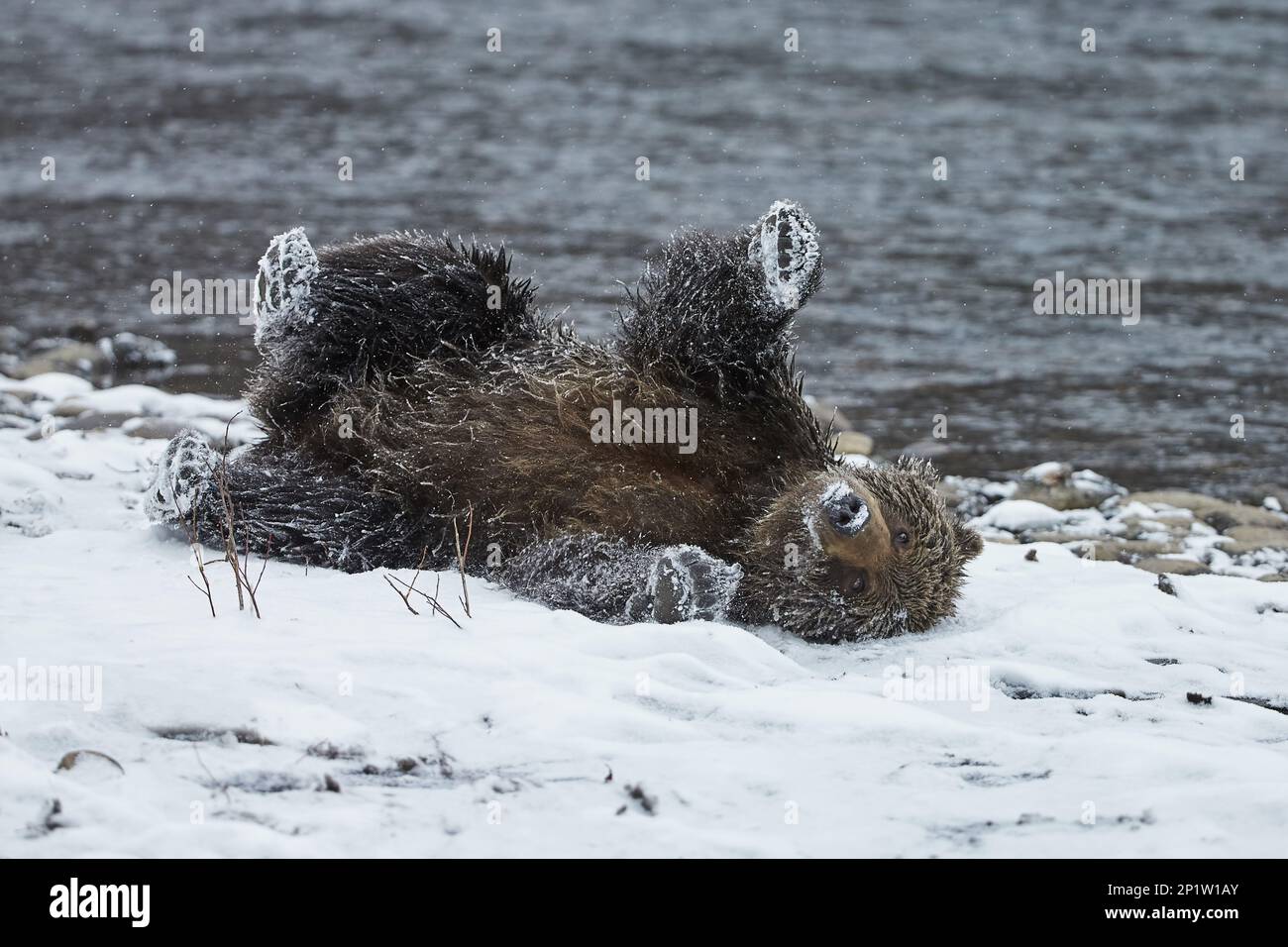 Grizzly bear, grizzly bears (Ursus arctos horribilis), brown bear ...