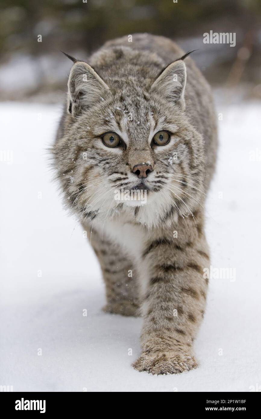 Bobcat (Lynx rufus) adult, running on snow, Montana, U. S. A. February ...