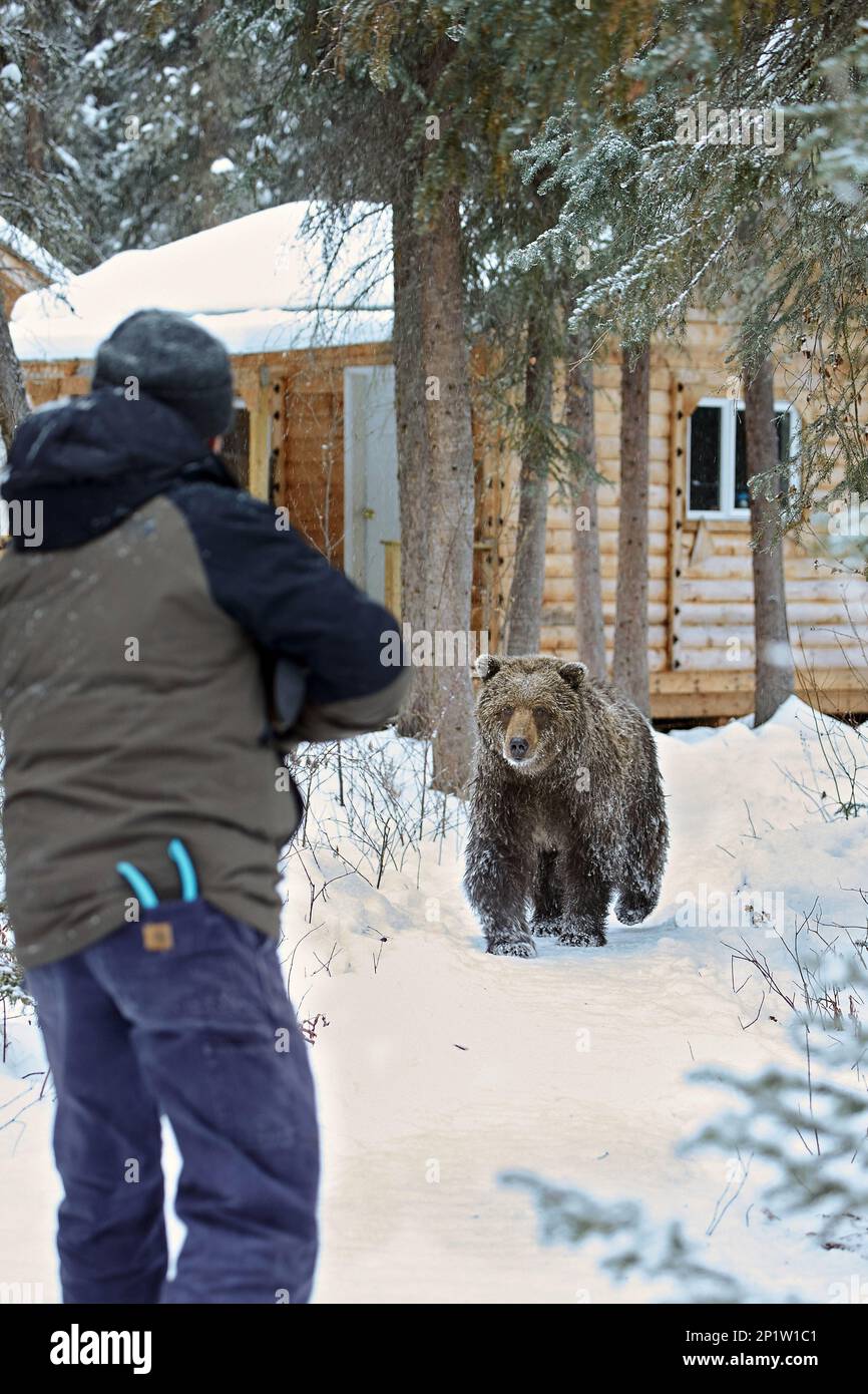 Grizzly bear, grizzly bears (Ursus arctos horribilis), brown bear ...