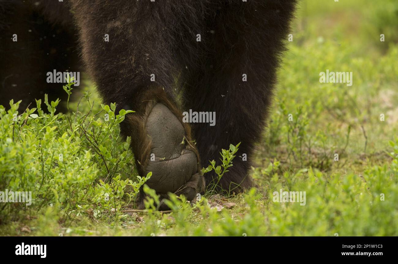 European Brown Bear (Ursus arctos arctos) adult, close-up of back legs ...