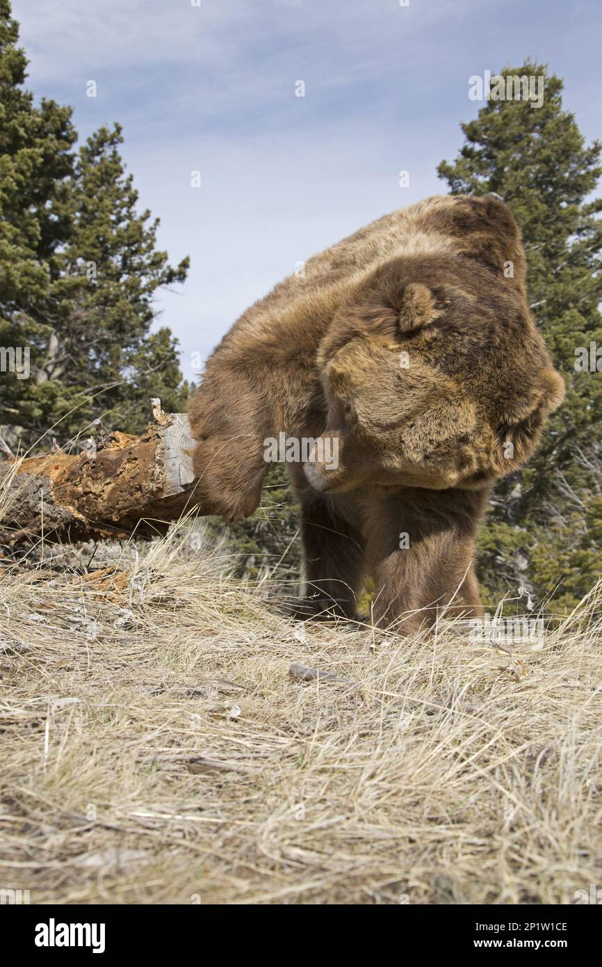 Grizzly bear, grizzly bears (Ursus arctos horribilis), brown bear ...