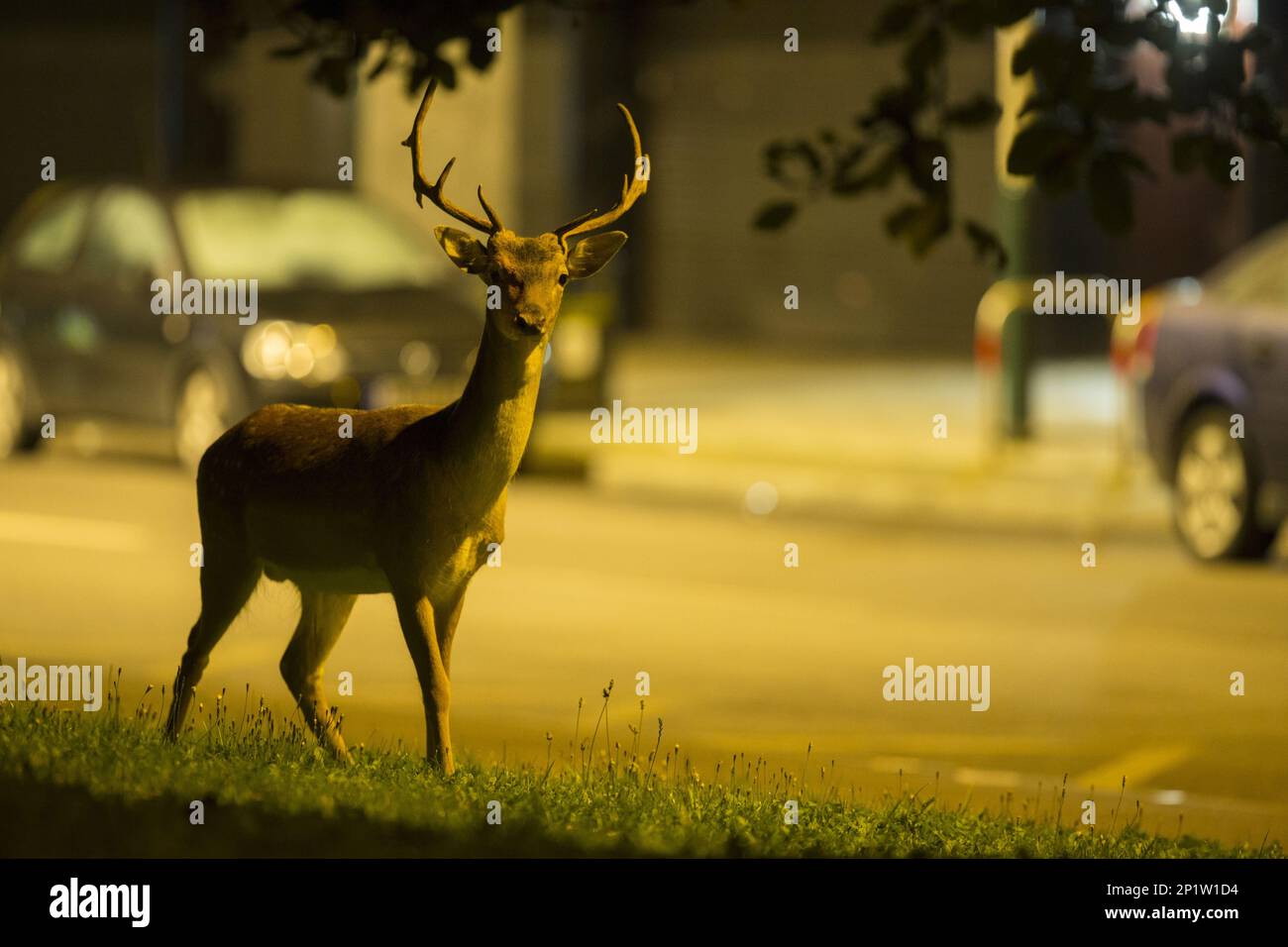 Fallow Deer (Dama dama) buck, standing at edge of road in city at night ...