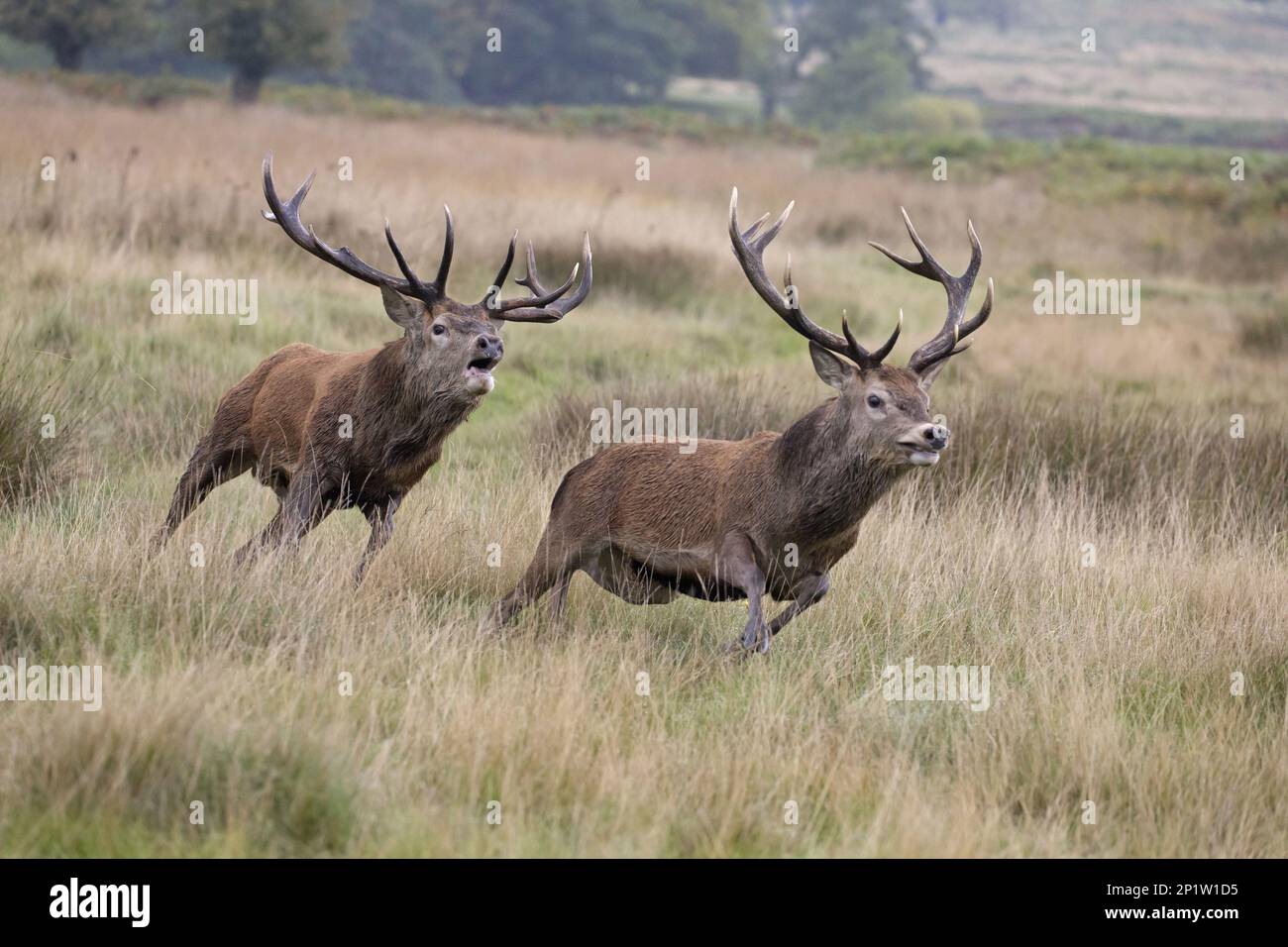 Red deer (Cervus elaphus) two stags, dominant stag chases rival after ...
