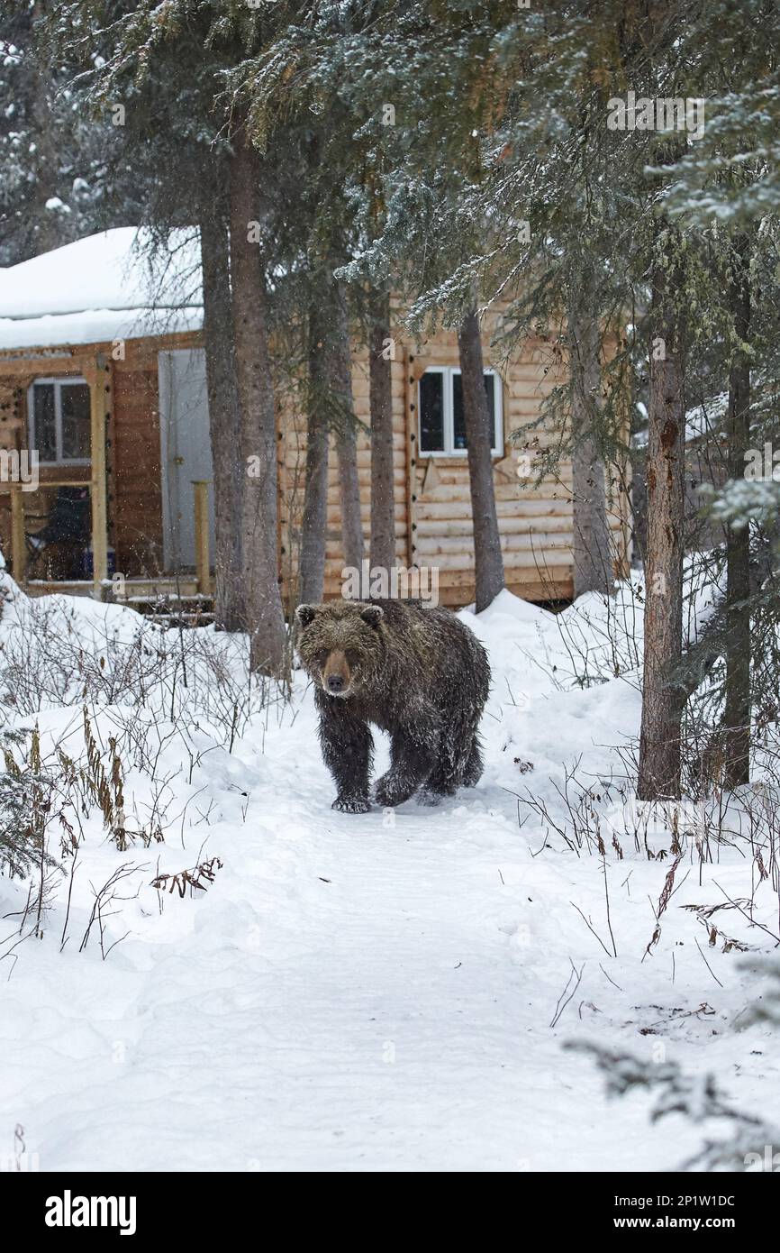 Grizzly bear, grizzly bears (Ursus arctos horribilis), brown bear ...