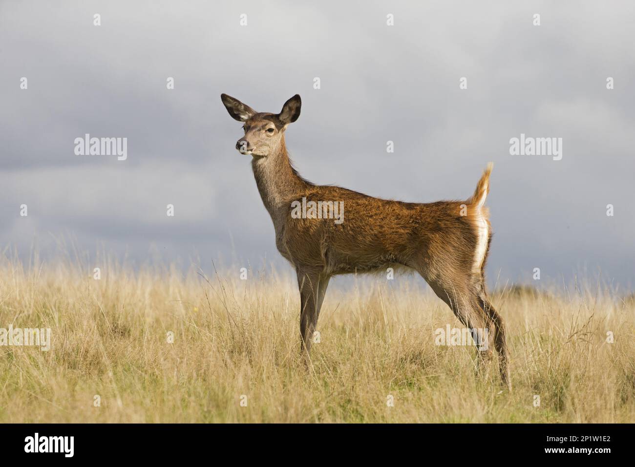 Red deer (Cervus elaphus) calf, stretching, standing on grassland ...