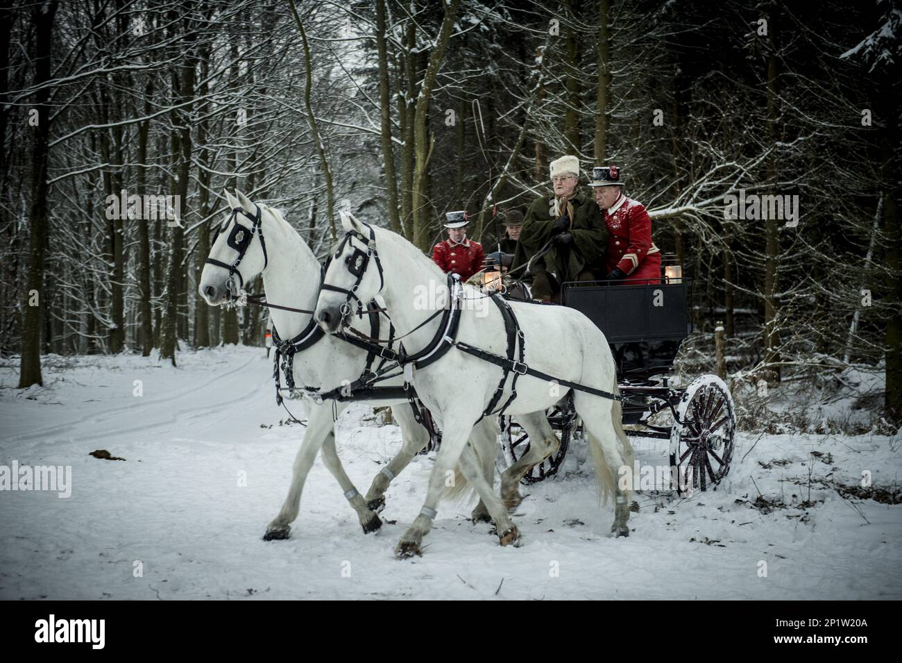 Denmark's Prince Henrik drives a coach with white horses on his way to ...